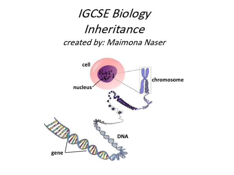 IGCSE Biology: Inheritance Guide | PDF