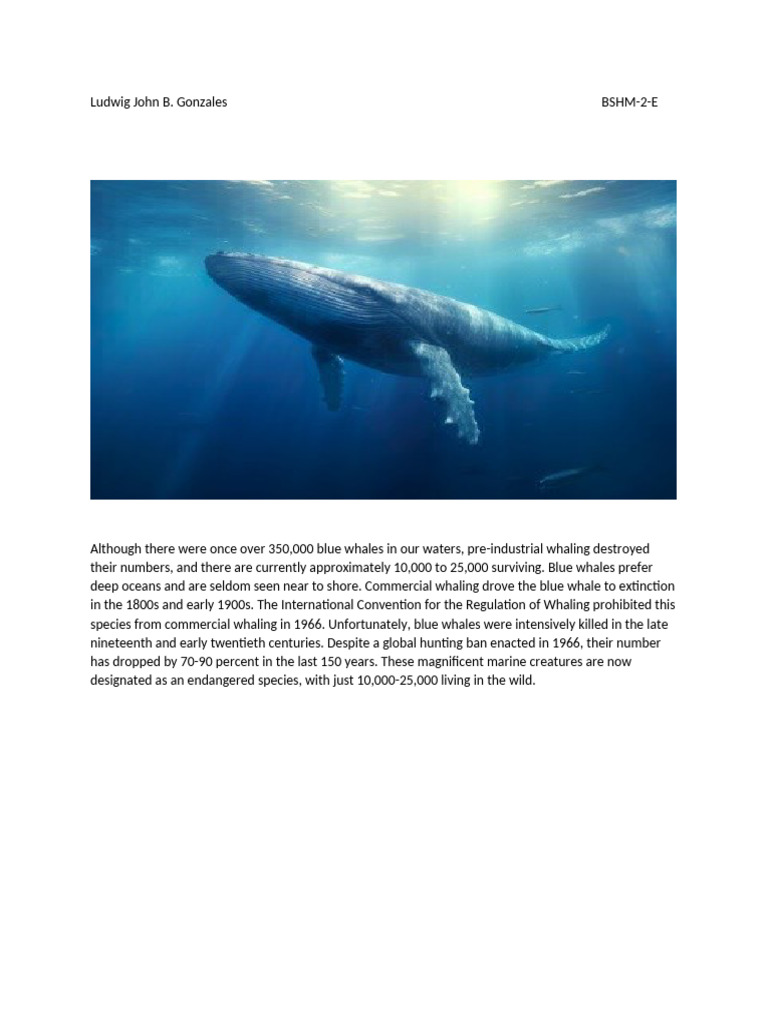 Endangered Blue Whale Population Facts | PDF