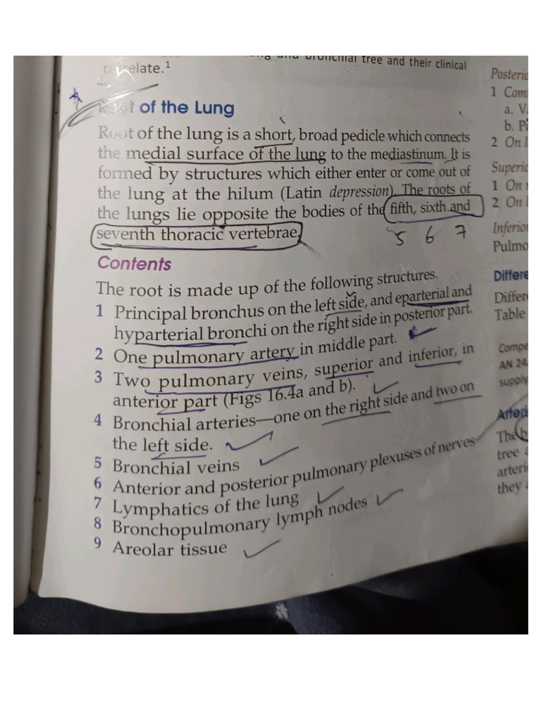 Root of Lungs | PDF