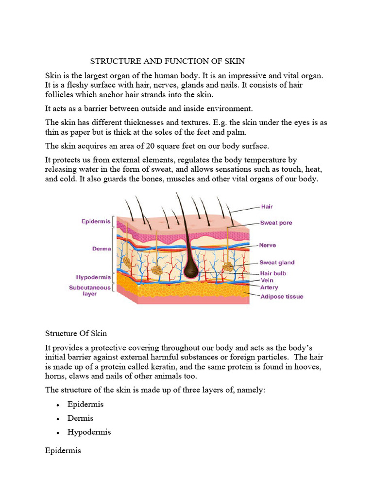 Skin Structure and Functions Explained | PDF | Epidermis | Skin