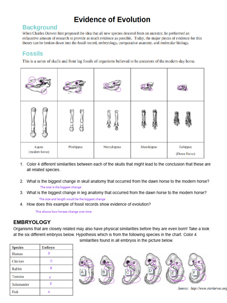 Kami Export - Addison Hackel - Copy of Evidence of Evolution Packet | PDF | Evolution | Proteins