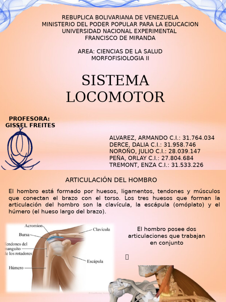 morfo tema 10 | PDF | Hombro | Extremidades (anatomía)