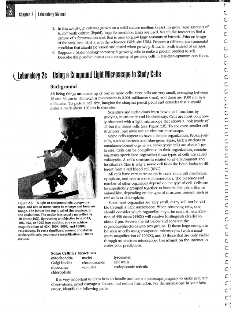 Using A Microscope To Study Cells | PDF
