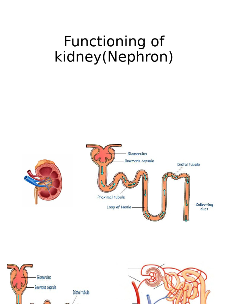 Functioning of Kidney (Nephron) | PDF