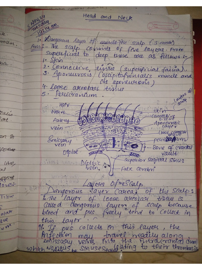 Head and Neck - Anatomy All Mam Questions, Ut | PDF