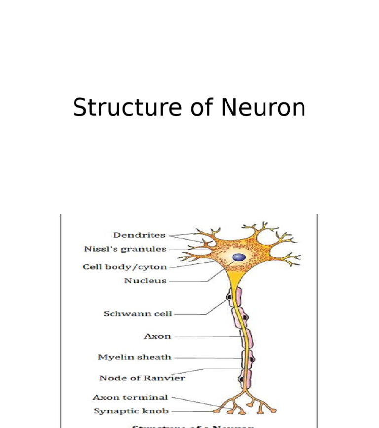 Structure of Neuron | PDF