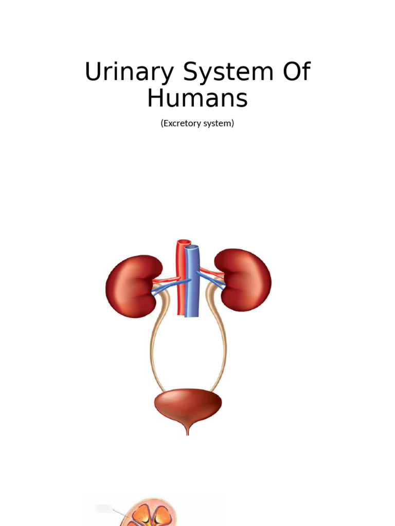 Urinary System of Humans | PDF