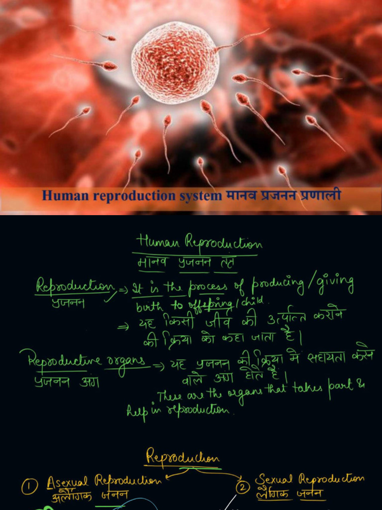 Biology Human Reproduction | PDF