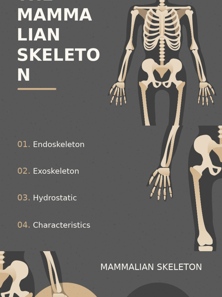 Overview of the Mammalian Skeleton | PDF