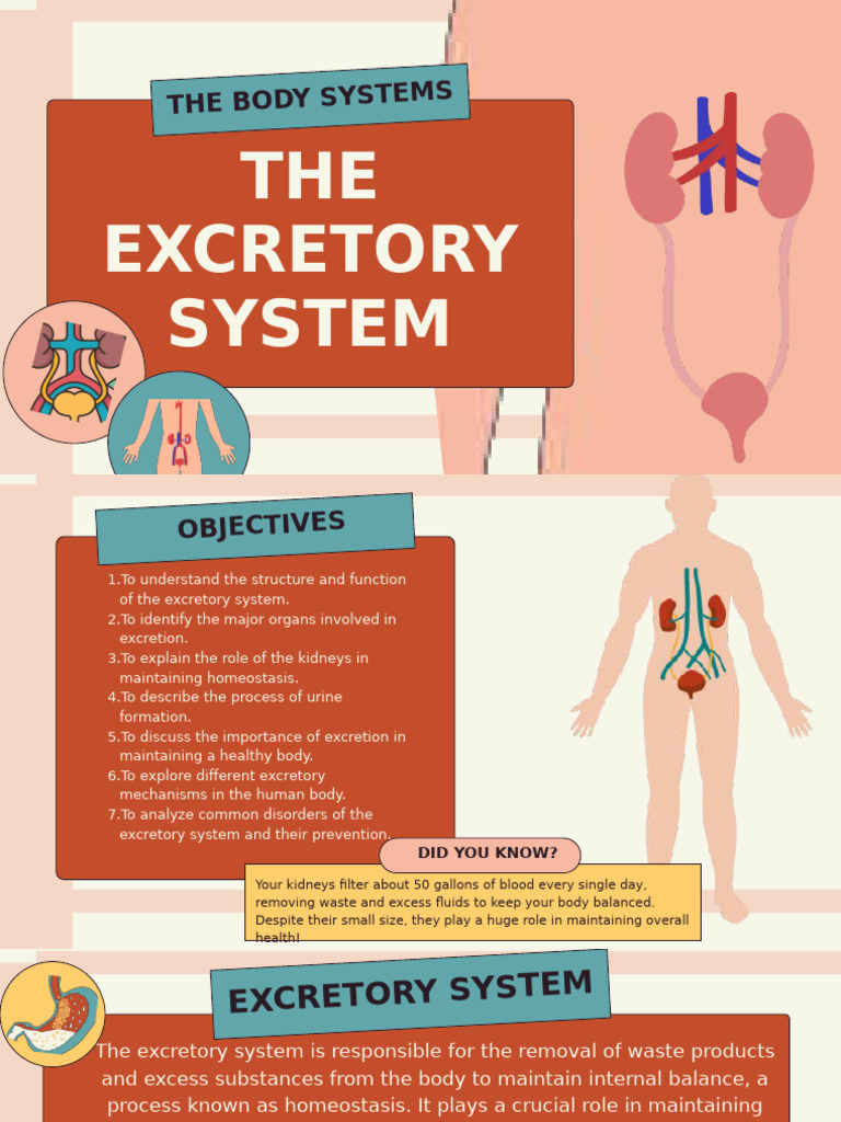 The Excretory System GROUP 3 | PDF | Kidney | Physiology