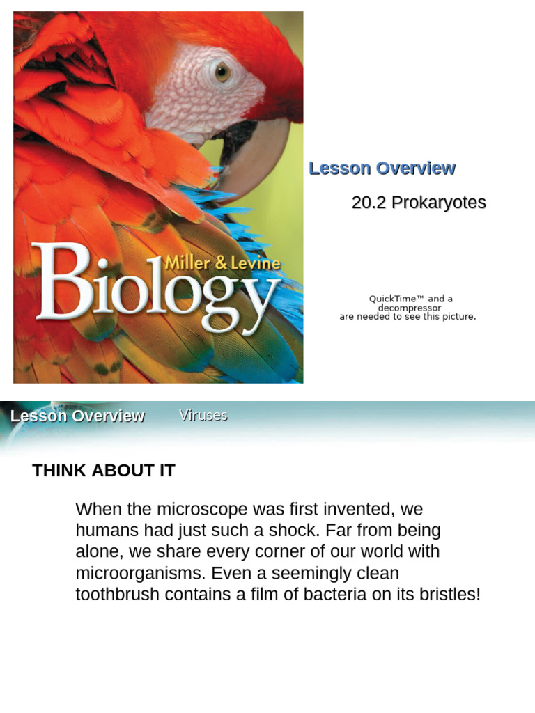 CH.20.2 Prokaryotes | PDF | Bacteria | Prokaryote
