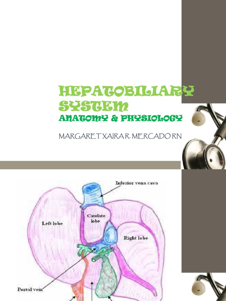 Hepatobiliary System: Anatomy & Physiology | PDF | Liver | Bile
