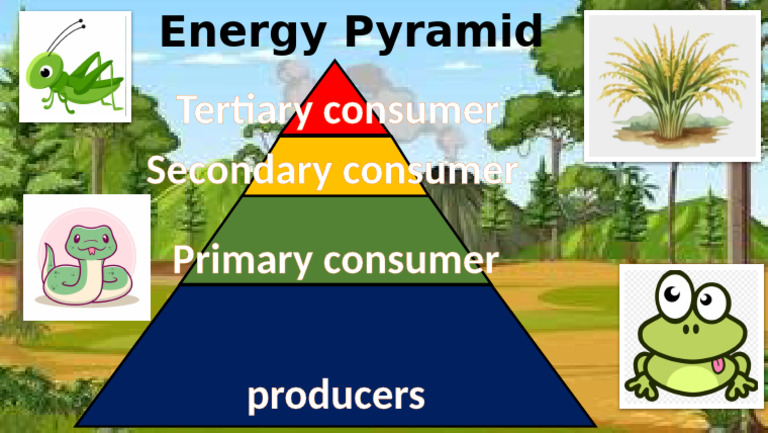 Activity - Energy Pyramid | PDF