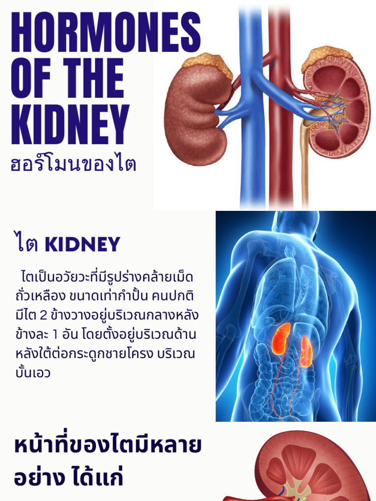 Kidney PDF | PDF