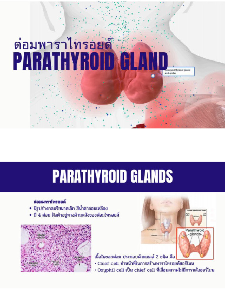 Parathyroid Gland - 240819 - 094759 | PDF