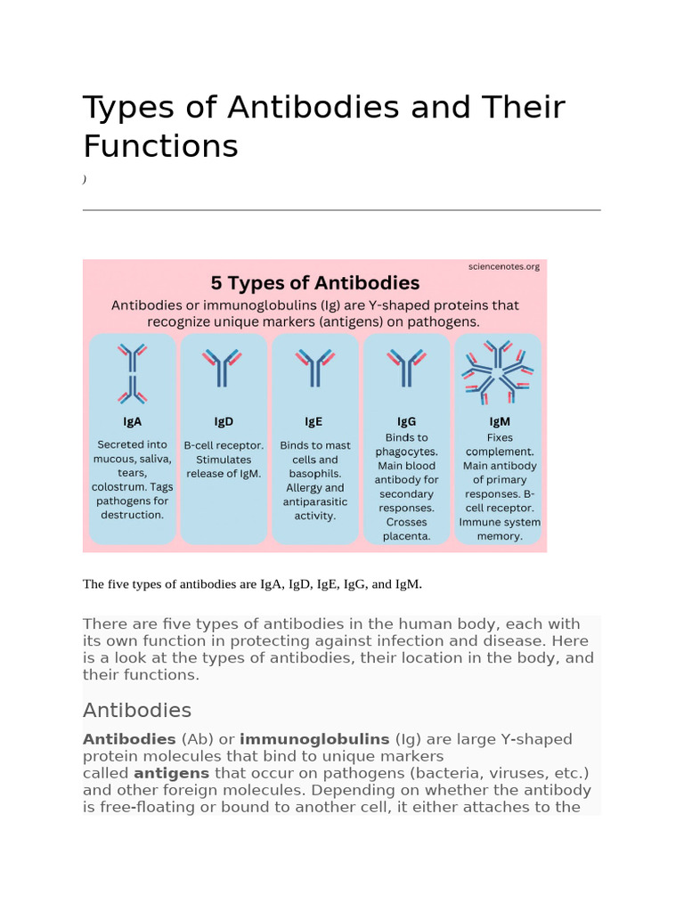 Types of Antibodies and Their Functions | PDF | Antibody | Immunoglobulin G