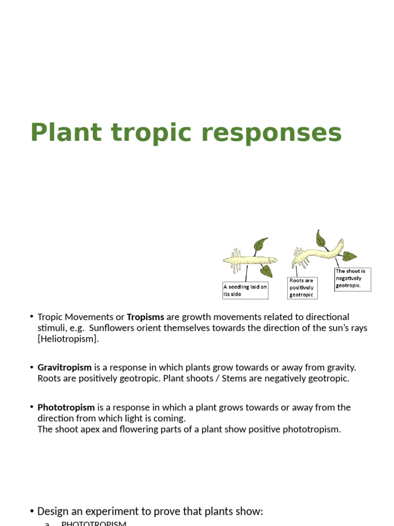 14.5 Plant Tropic Responses | PDF | Auxin | Root
