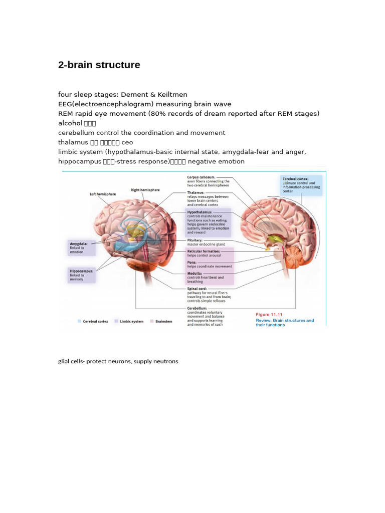 Brain Structure and Sleep Stages Explained | PDF