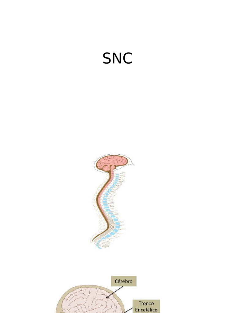 SNC | PDF