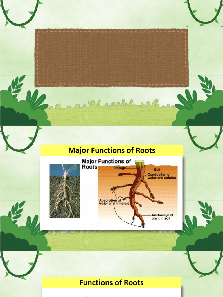 FBS 14 - 2nd PPT - Plant Parts (Roots) PDF | PDF