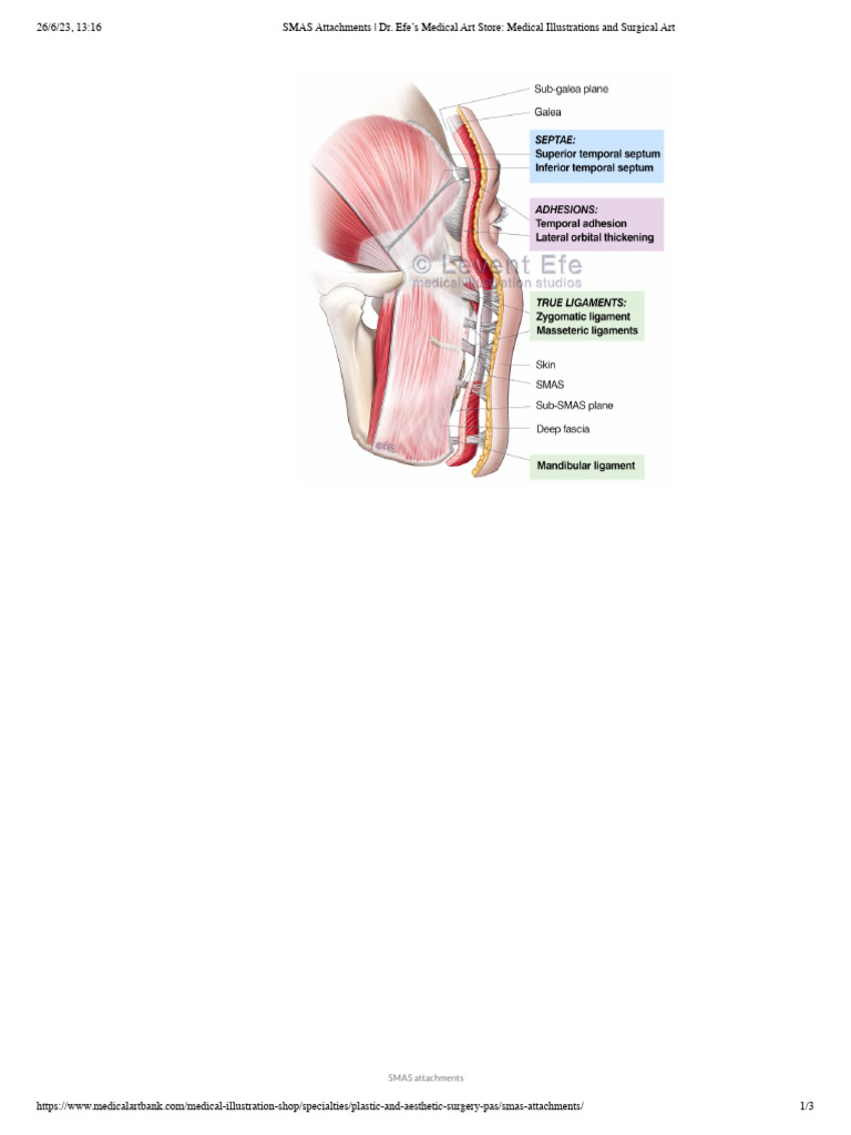 Face Anatomy | PDF | Cosmetic Surgery | Plastic Surgery