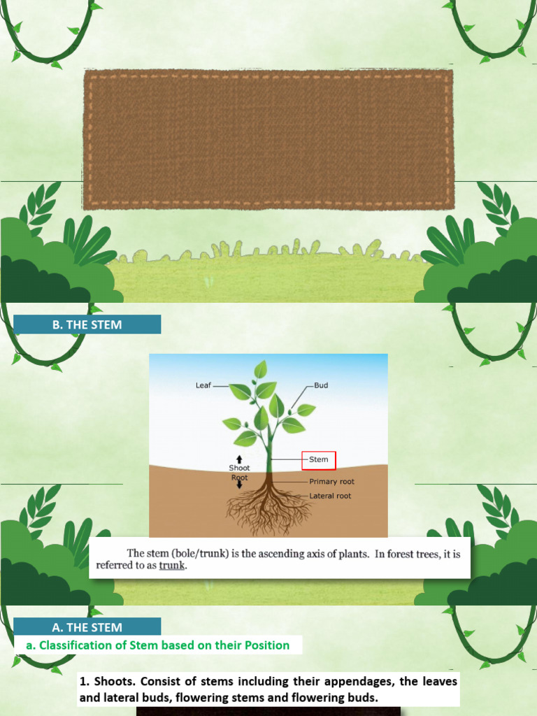 FBS 14 - 3rd PPT - Plant Parts (Stem) PDF | PDF | Plant Stem | Botany