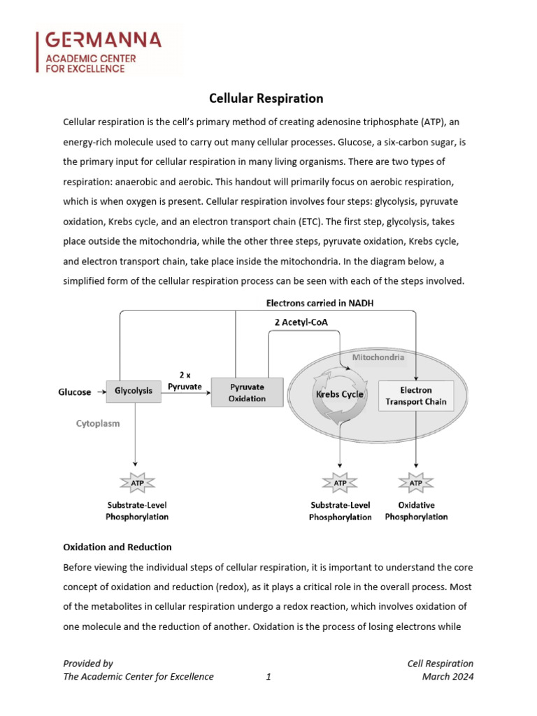 Cell Respiration | PDF | Cellular Respiration | Adenosine Triphosphate