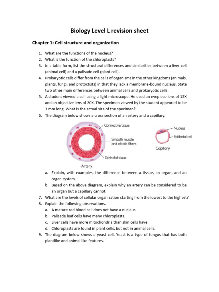 Biology Level L Revision Sheet | PDF | Cell (Biology) | Enzyme