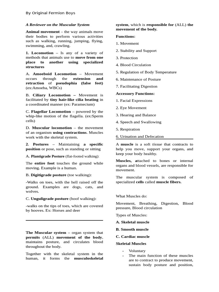 Muscular System Reviewer Sol Fer | PDF | Muscle | Skeletal Muscle