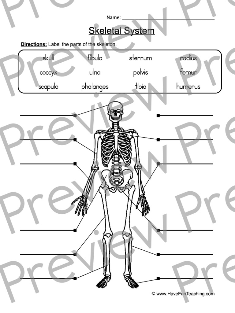 Skeletal System Worksheet 2 Preview | PDF