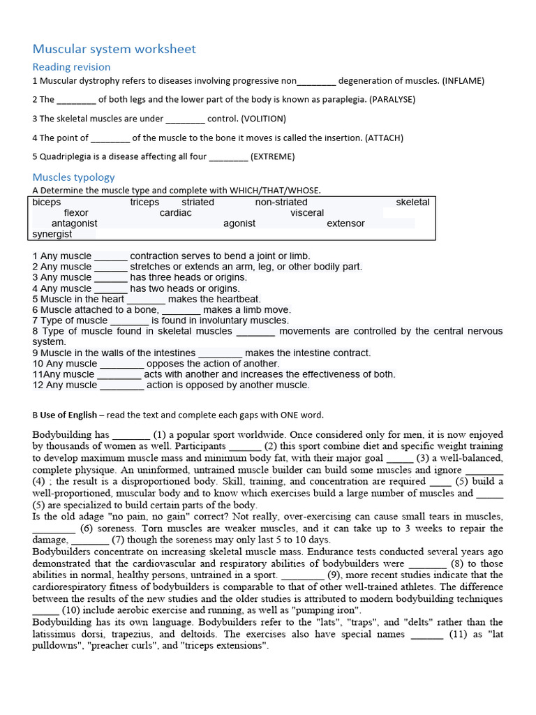 Muscular System Worksheet PDF | PDF | Muscle | Medical Specialties