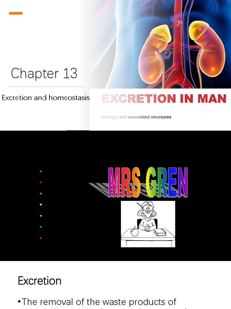 Chapter 13 Excretion and Homeostasis | PDF | Kidney | Homeostasis