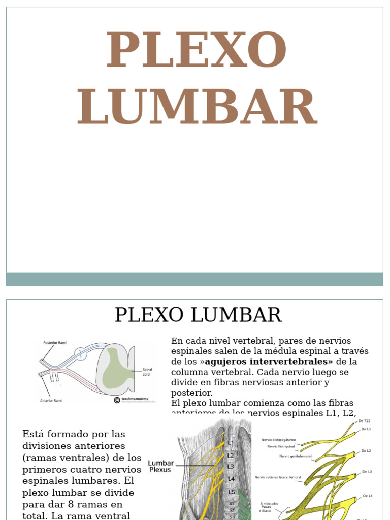 Anatomía y Función del Plexo Lumbar | PDF | Abdomen | Anatomía humana