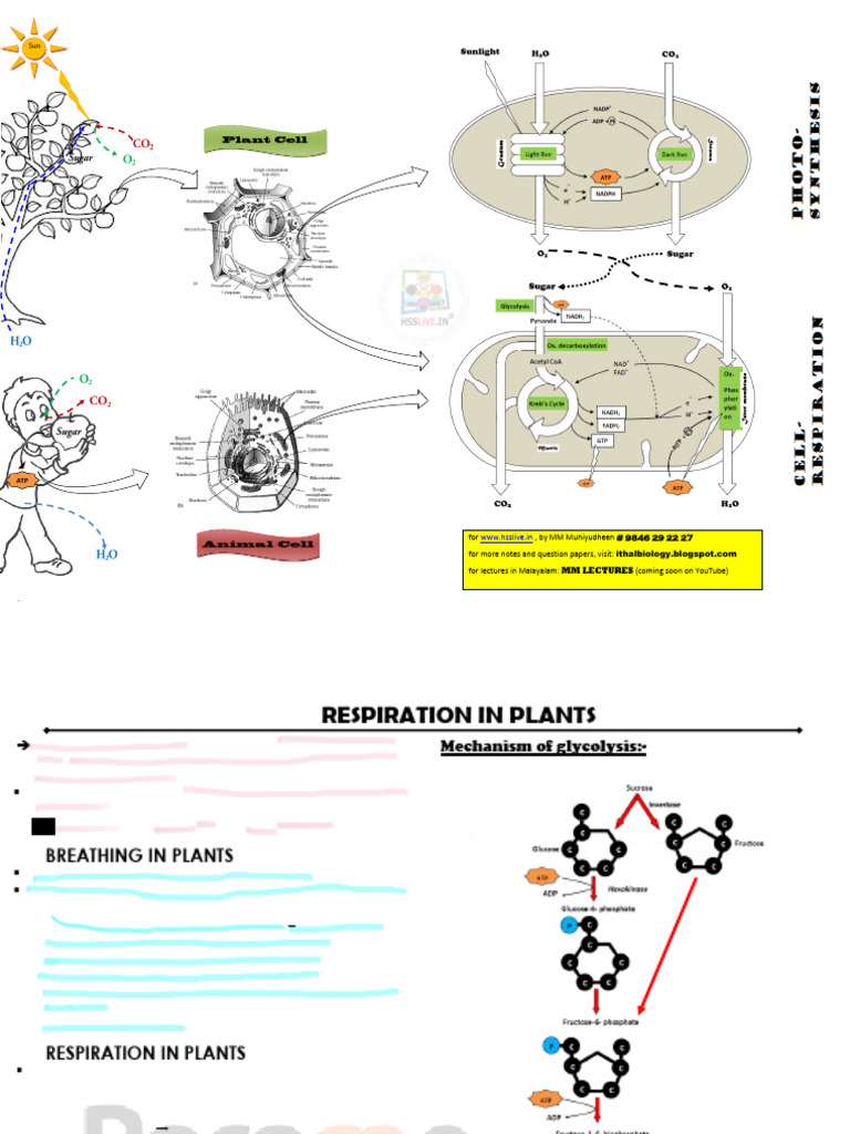Plant Respiration and Glycolysis Explained | PDF | Cellular Respiration ...