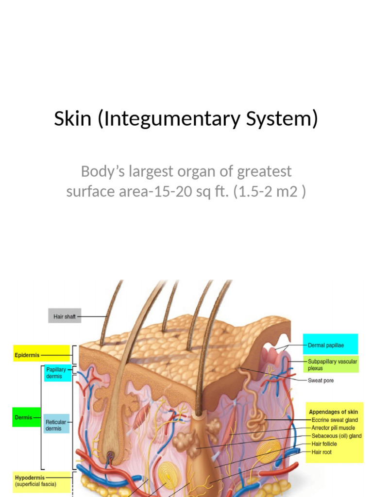 Skin (Integumentary System) | PDF | Skin | Wound Healing