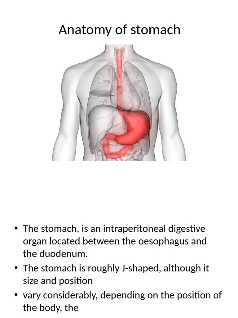 Anatomy of stomach | PDF | Stomach | Morphology (Biology)