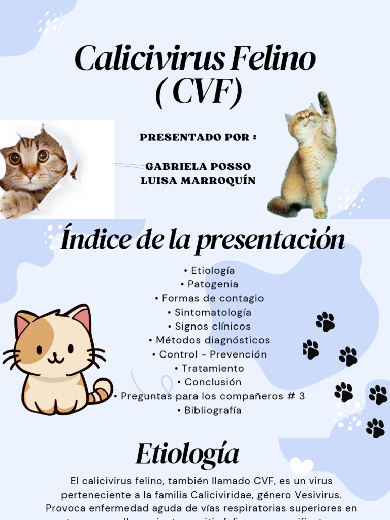 Tratamiento del Calicivirus Felino | PDF | Virus | Infección