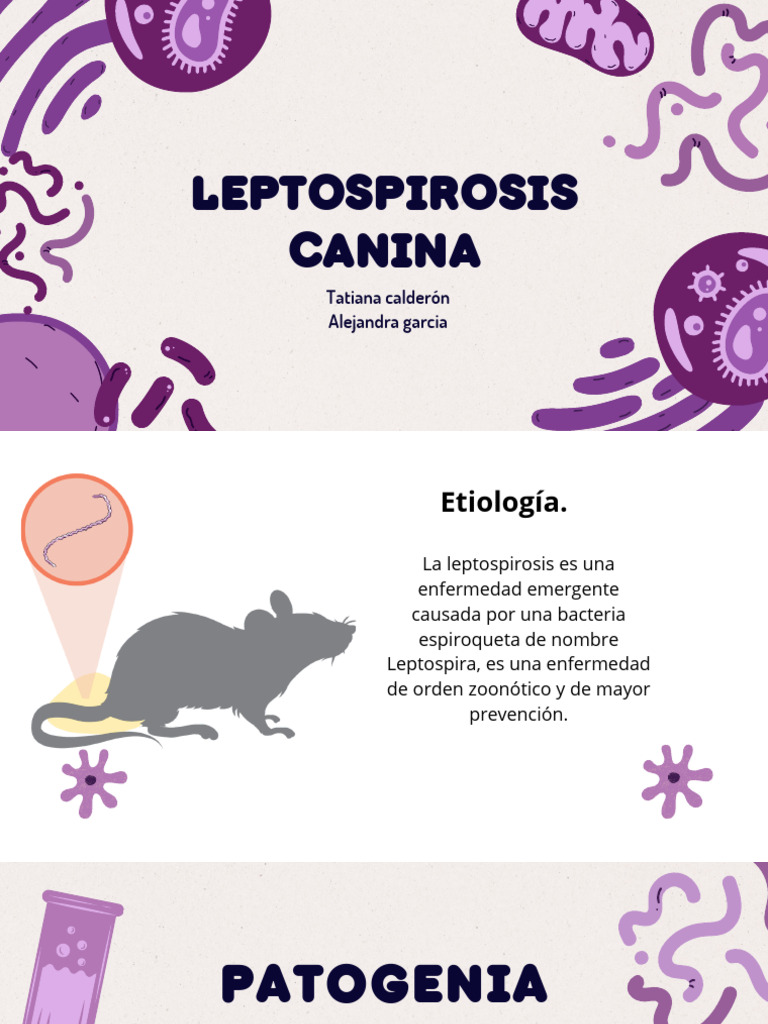 Leptospirosis Canina: Patogenia y Prevención | PDF | Especialidades ...