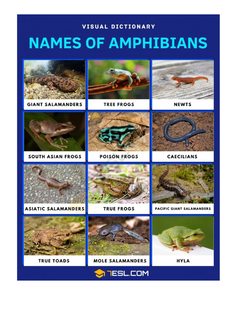 Amphi Ambi Ans | PDF