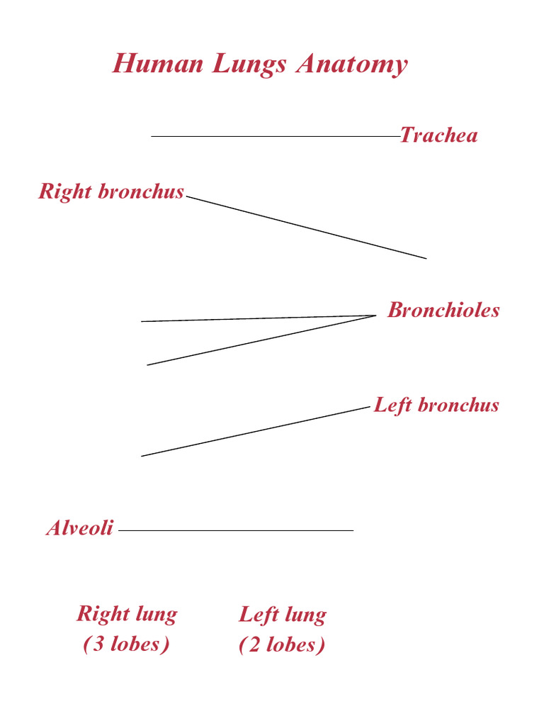 Lung Anatomy & Gas Exchange Basics | PDF