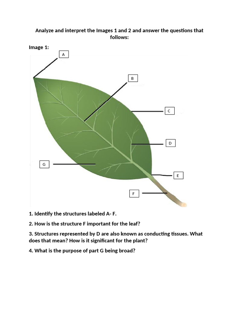 Leaf Structure and Function Analysis | PDF