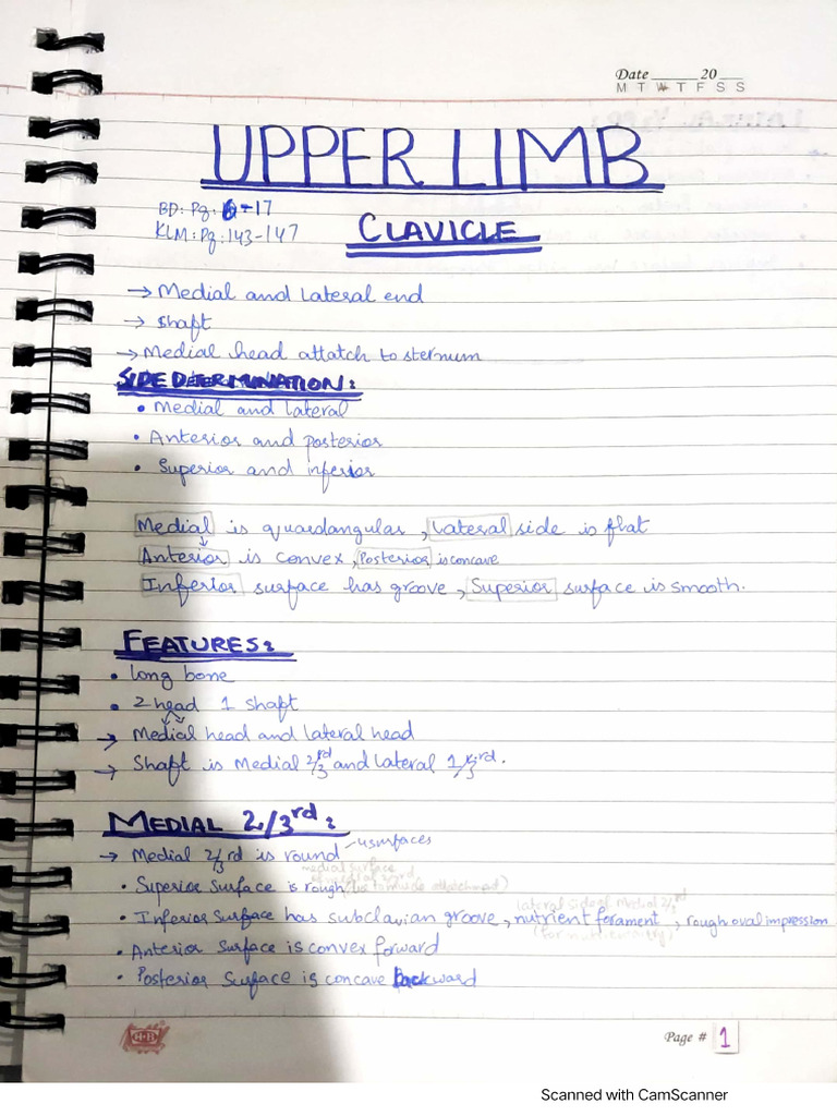 #upper limb (notes) | PDF