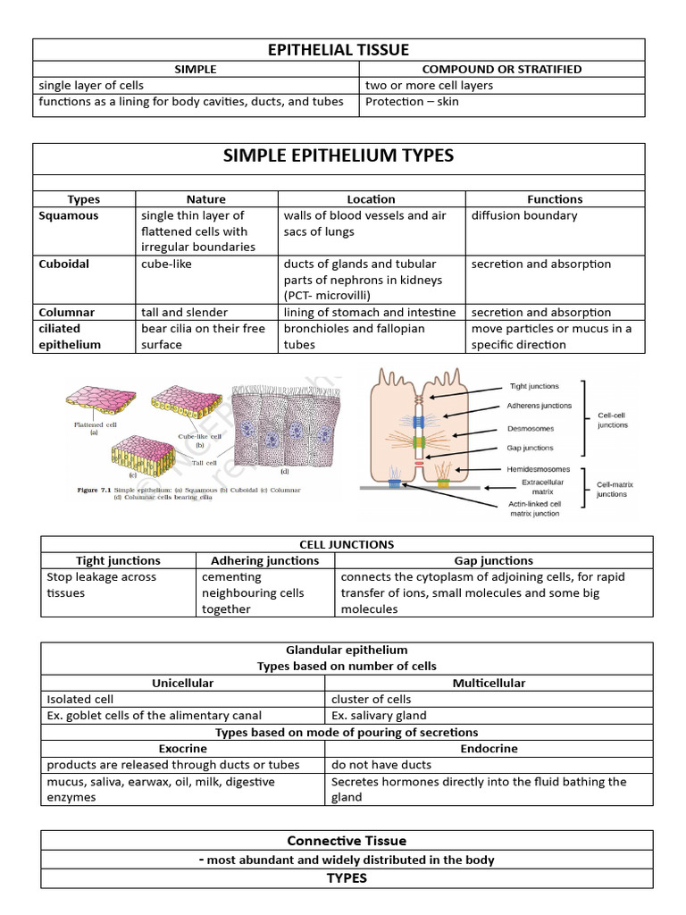 ZOOLOGY - Tissues Table - Final | PDF | Epithelium | Central Nervous System