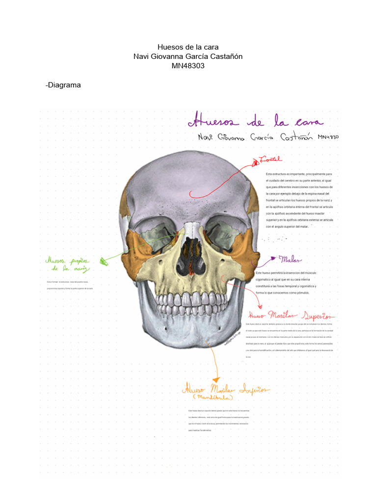 Huesos Faciales: Funciones Respiratorias y Digestivas | PDF
