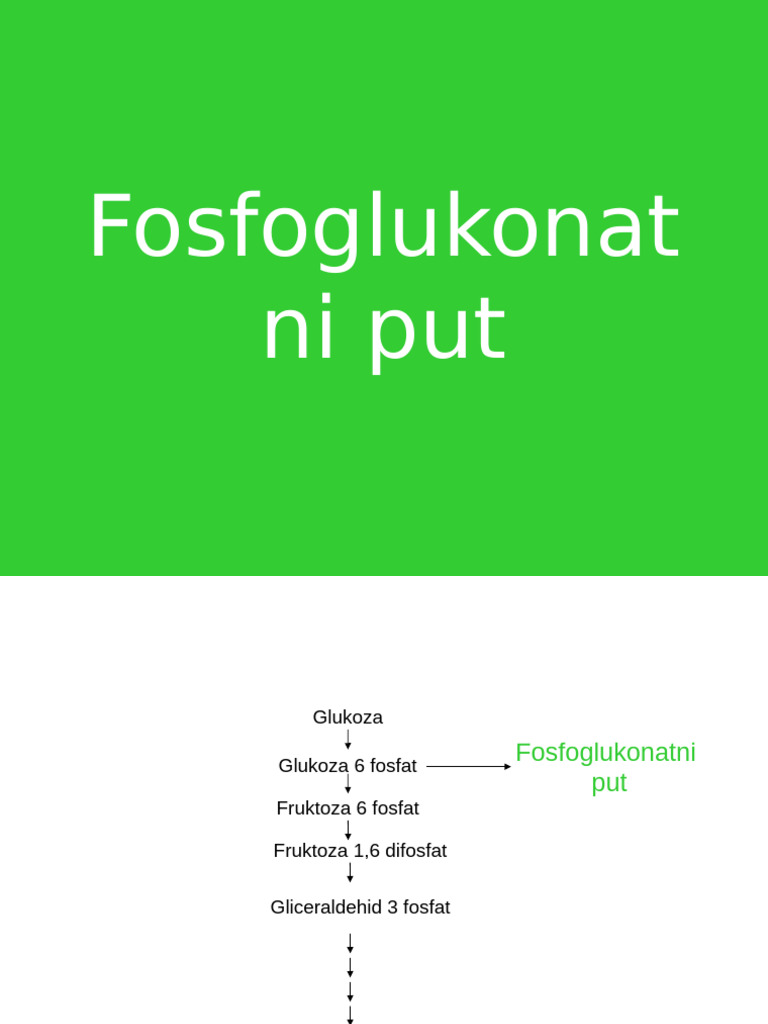 Metabolizam Drugih Šećera, Put Pentozo-Fosfata | PDF
