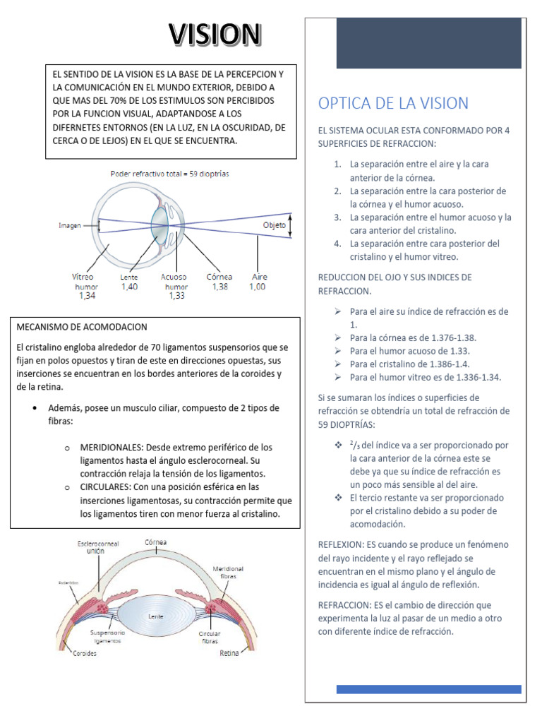 Anatomía y Función del Ojo Humano | PDF | Ojo humano | Percepción visual