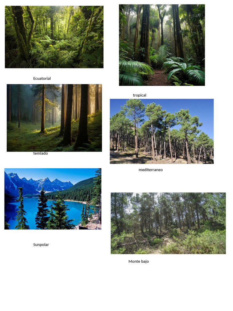 Bosques | PDF
