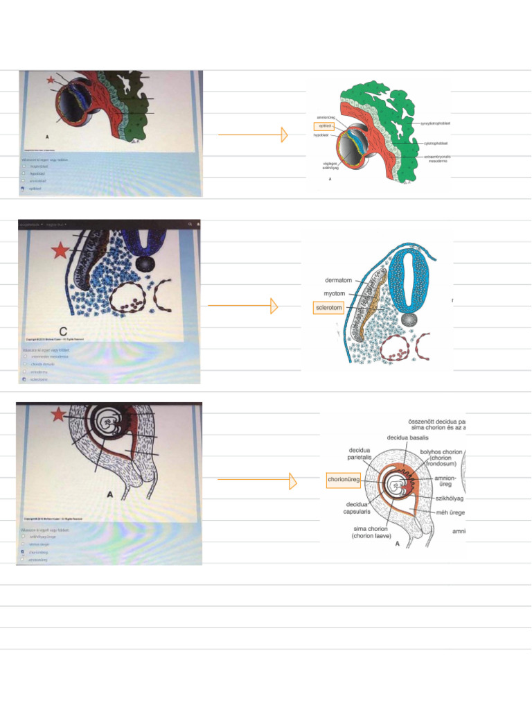 Embri Demo Kérdések | PDF