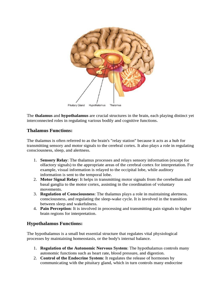 Thalamus and Hypothalamus | PDF | Hypothalamus | Thalamus