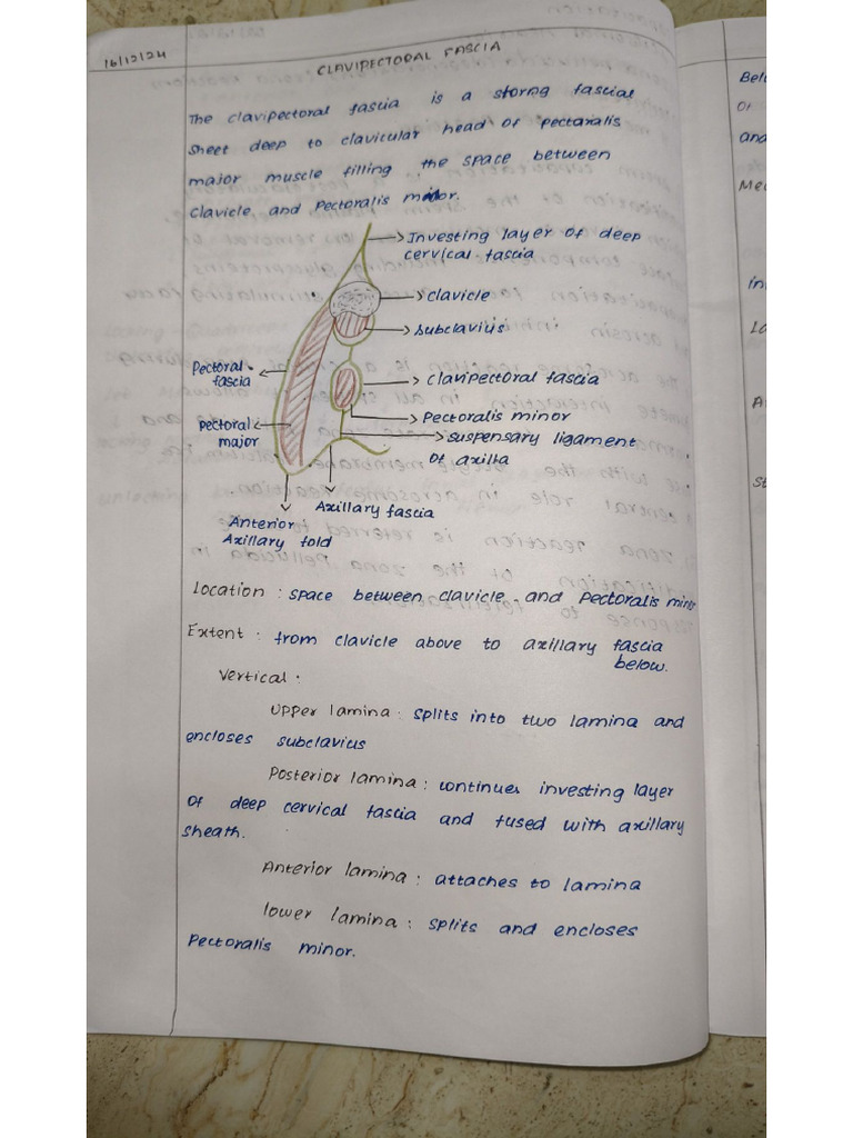 Anatomy Upper Limb Assessment Part 1 | PDF
